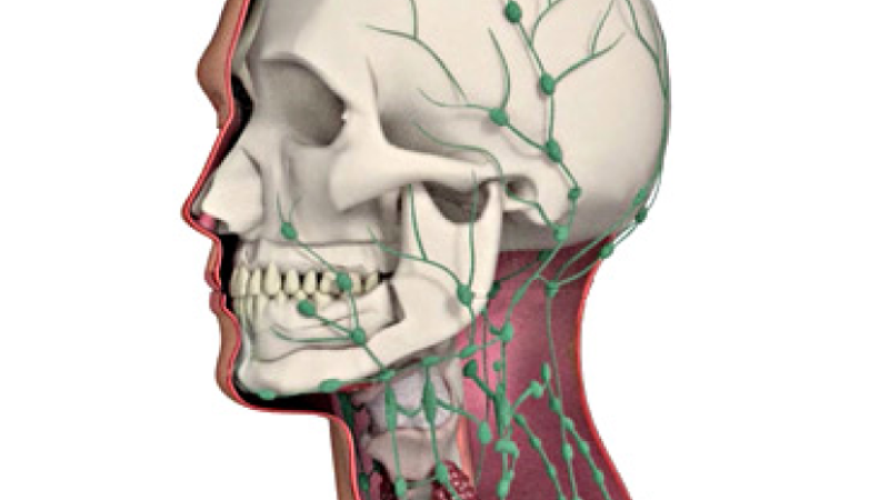 Types of Head & Neck Cancer | Head and Neck Cancer Australia